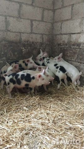 Поросенок пьетрен