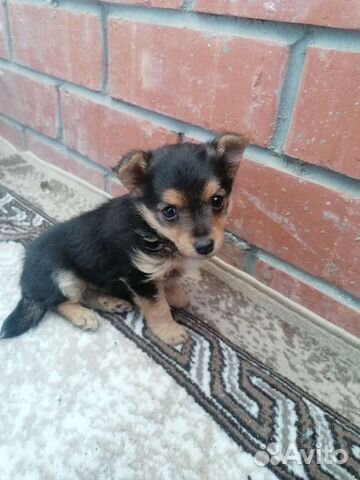 Йоркширский терьер