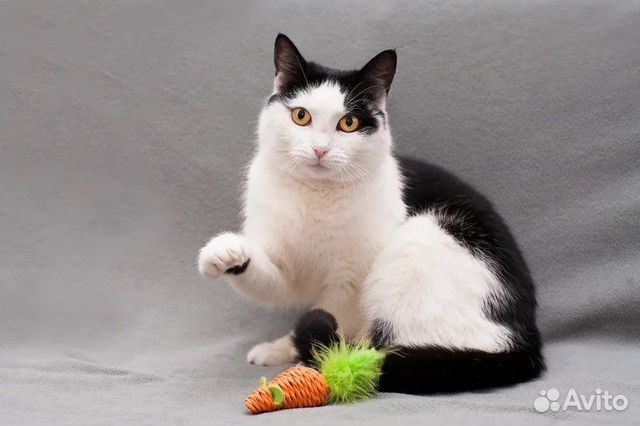 Кошка Марта Маратовна, 1 год