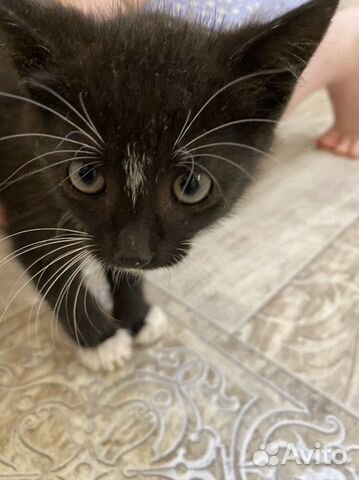Котята в добрые руки даром