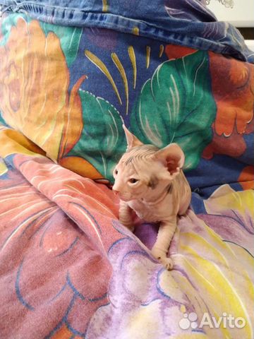 Донской сфинкс котята