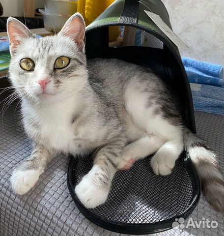 Кошечка Эми