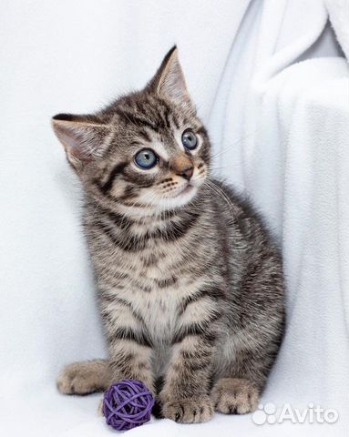 Котенку Машенькк очень нужна мама