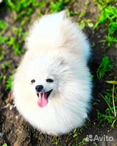 Немецкий шпиц вязка
