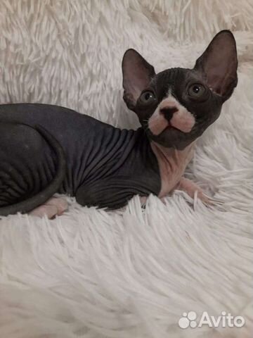 Канадские котодетки