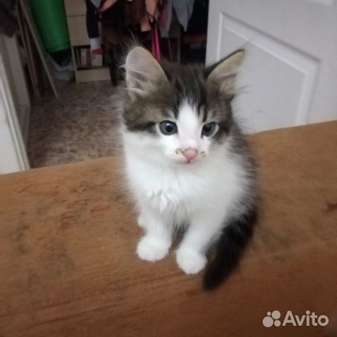 Котята в добрые руки бесплатно