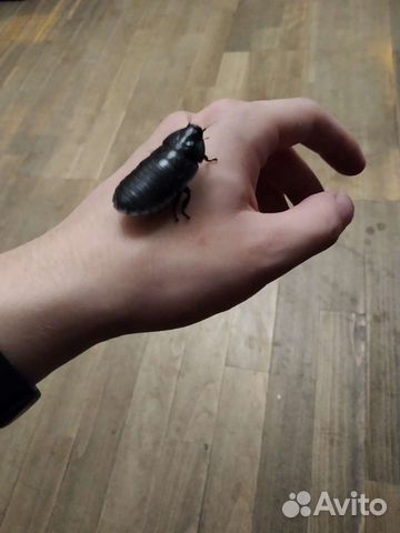 Мадагаскарский таракан (подростки и взрослые)