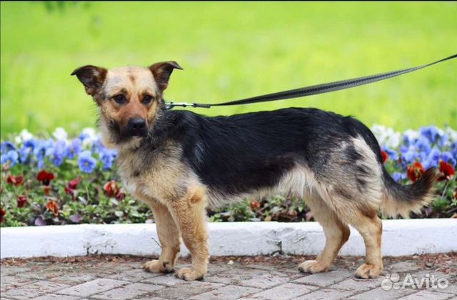 Мини овчарка ищет дом