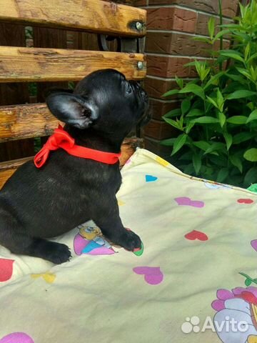 Маленькая собака