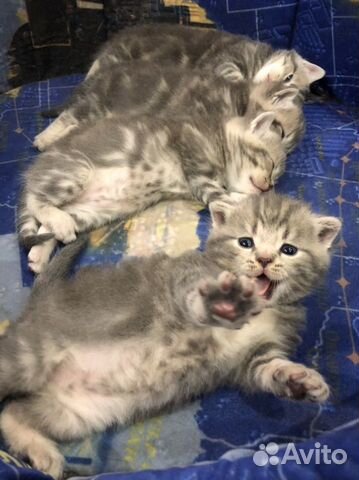 Британские котята