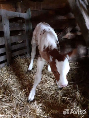 Телёнок,тёлочка