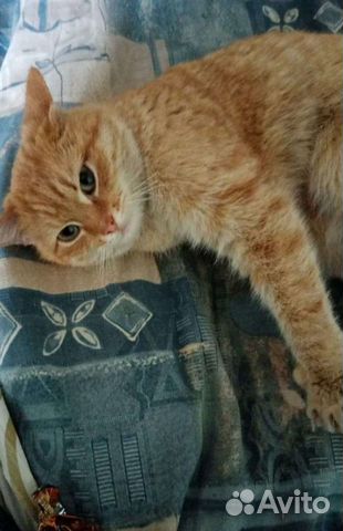 Кот ласкун