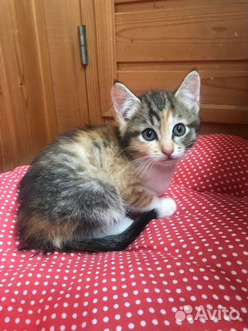 Трехцветная девочка Люся