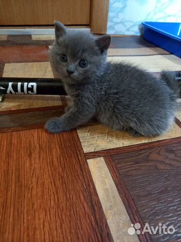 Котик с документами