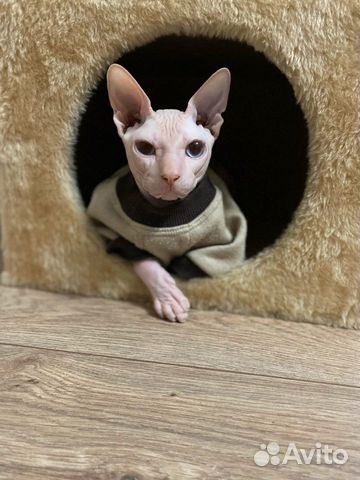 Кот сфинкс ищет подругу