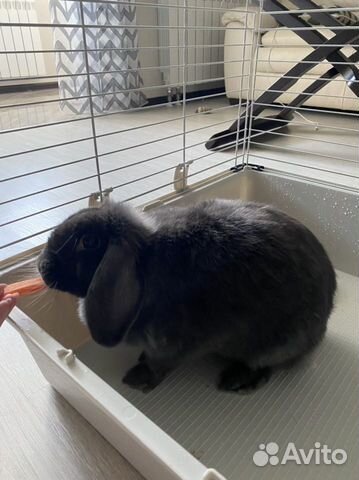 Декоративный кролик с клеткой