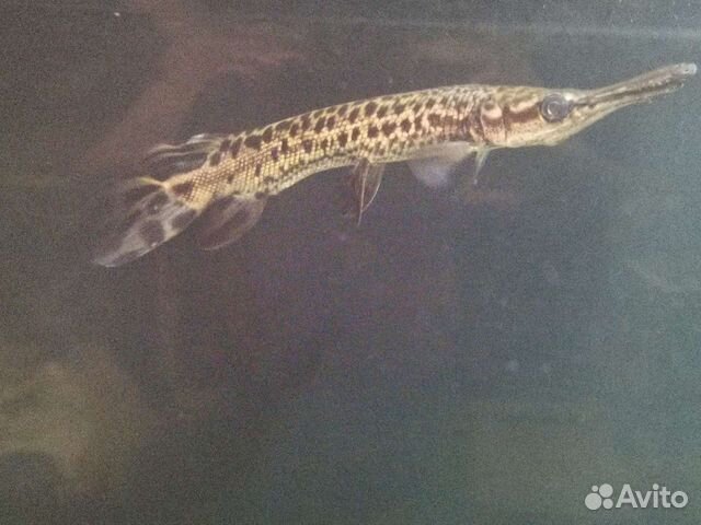 Панцирная щука