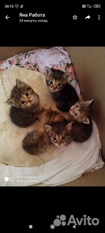 Котята в добрые руки бесплатно