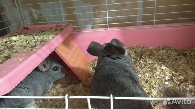 Шиншиллы с клеткой
