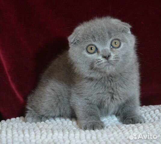 Девочка вислоухая голубая