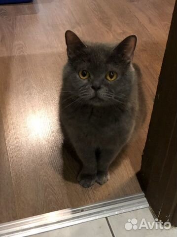 Кошка Оливия