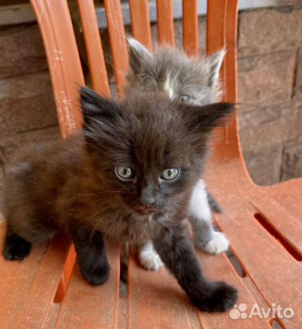 Котик и кошечка