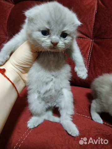 Британские котята