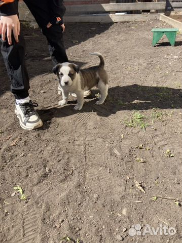 Алабай щенок