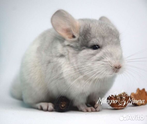 Шиншилленок мальчик Сапфир носитель Фиолета