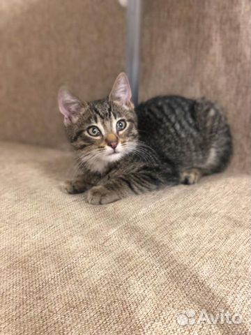 Котенок-мальчик 2,5 мес