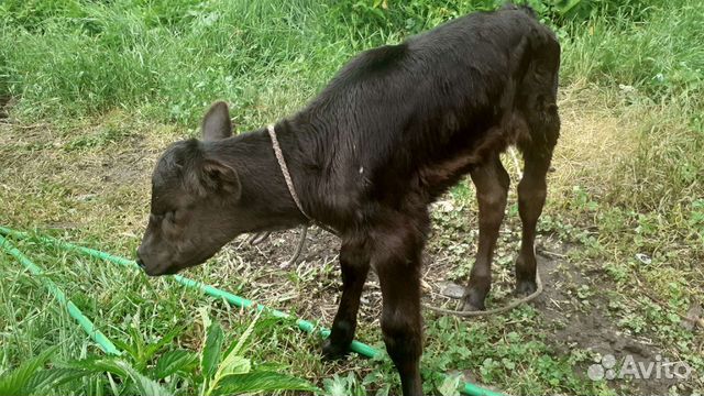 Телочка месячная