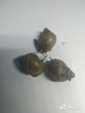 Улитки Ахитин