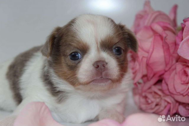 Щенки чихуахуа длинношерстные