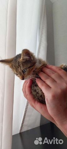Серо-полосатый котенок мальчик Шень в добрые руки
