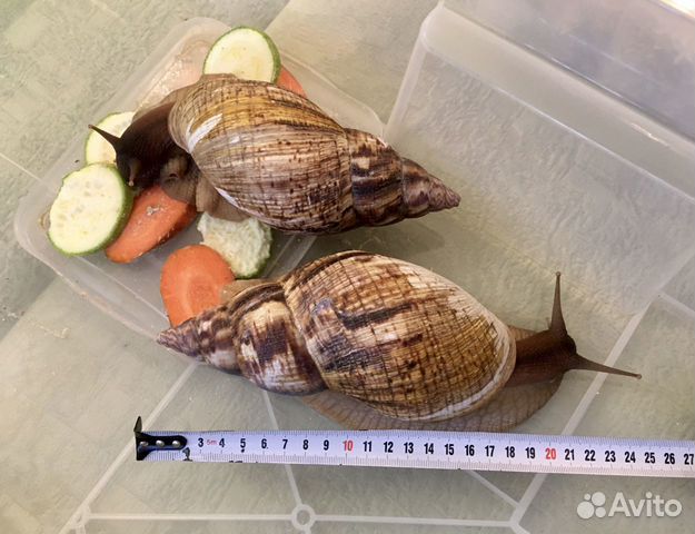 Улитки Ахатины 4шт+контейнер 65л