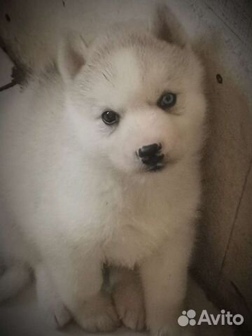 Щенок хаски. Девочка