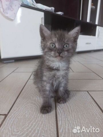Котенок мальчик в хорошие руки