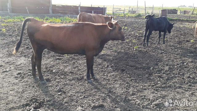 Корова с теленком