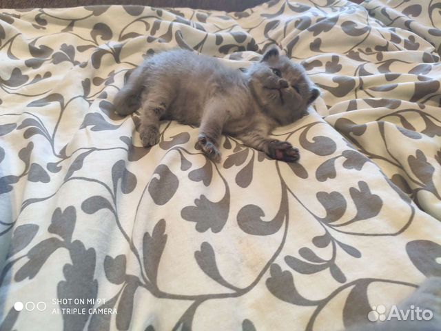 Британские котята