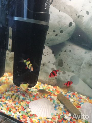 Отдам рыбок Барбус