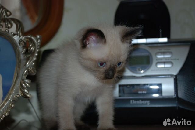 Продажа котят породы Балинез
