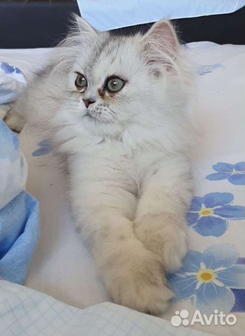 Персидская шиншилла