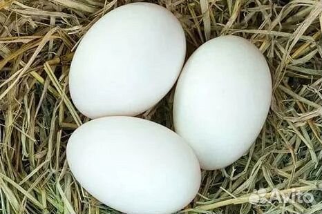 Инкубационное яйцо гусиное