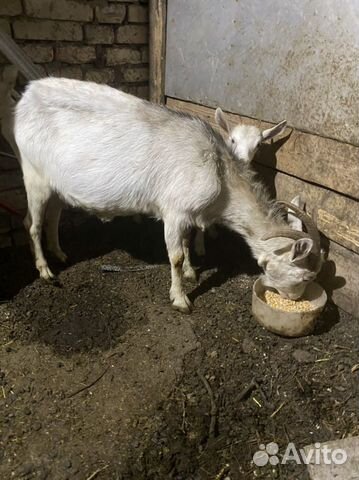 Дойная коза и козочка