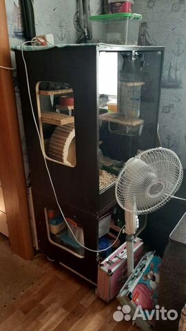 Шиншиллы с витриной