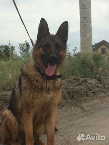 Немецкая овчарка