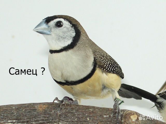 Кольчатый астрильд