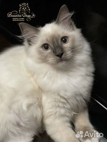 Котенок рэгдолл