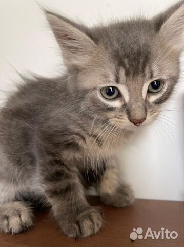 Котенок 2 месяца