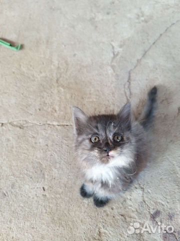 Котенок в добрые руки